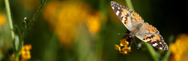 Butterfly | Cell, Molecular, and Developmental Biology Graduate Program